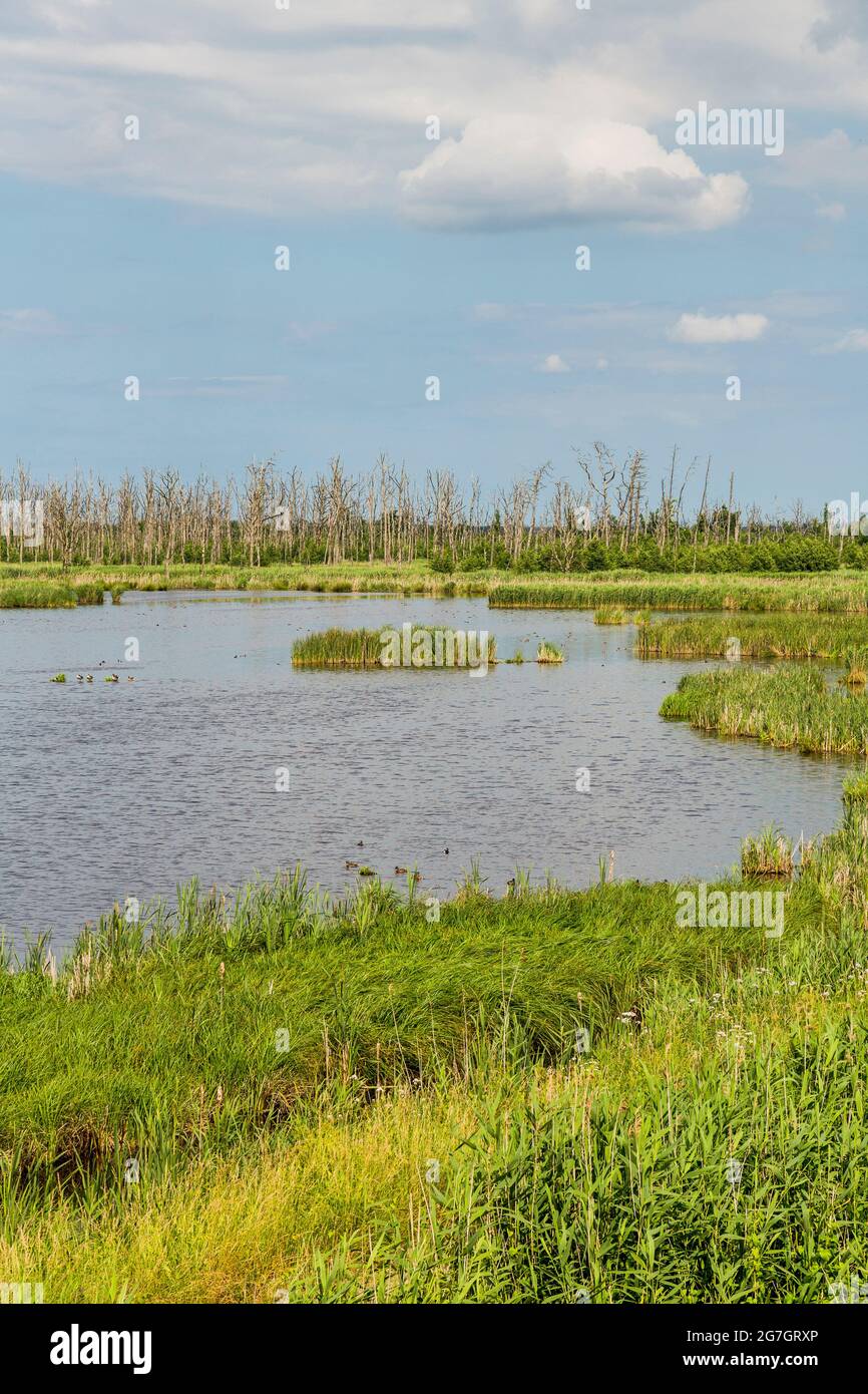 landscape at the Anklam Stadtbruch, Germany, Mecklenburg-Western ...
