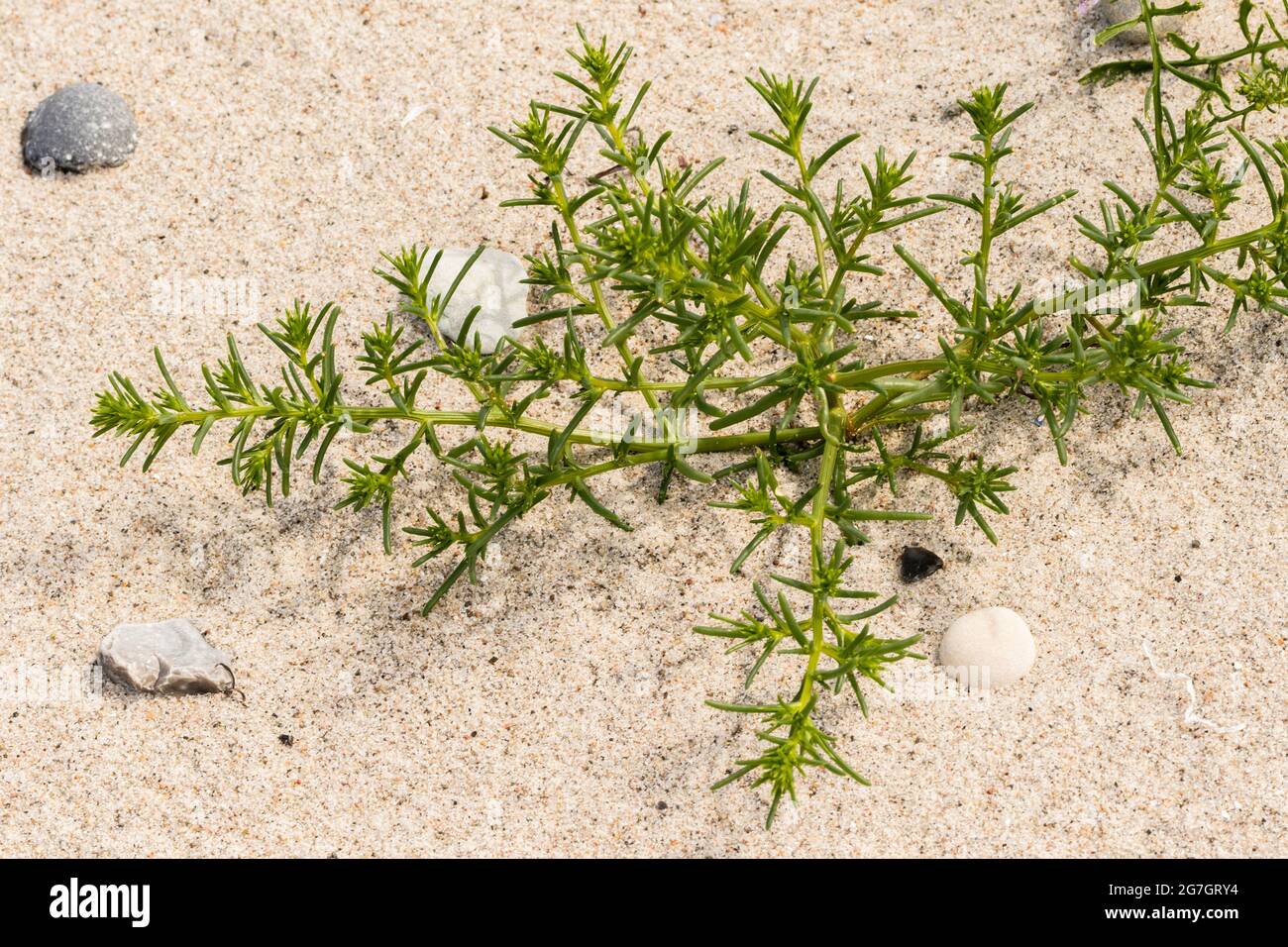 Soft Roly Poly High Resolution Stock Photography and Images - Alamy