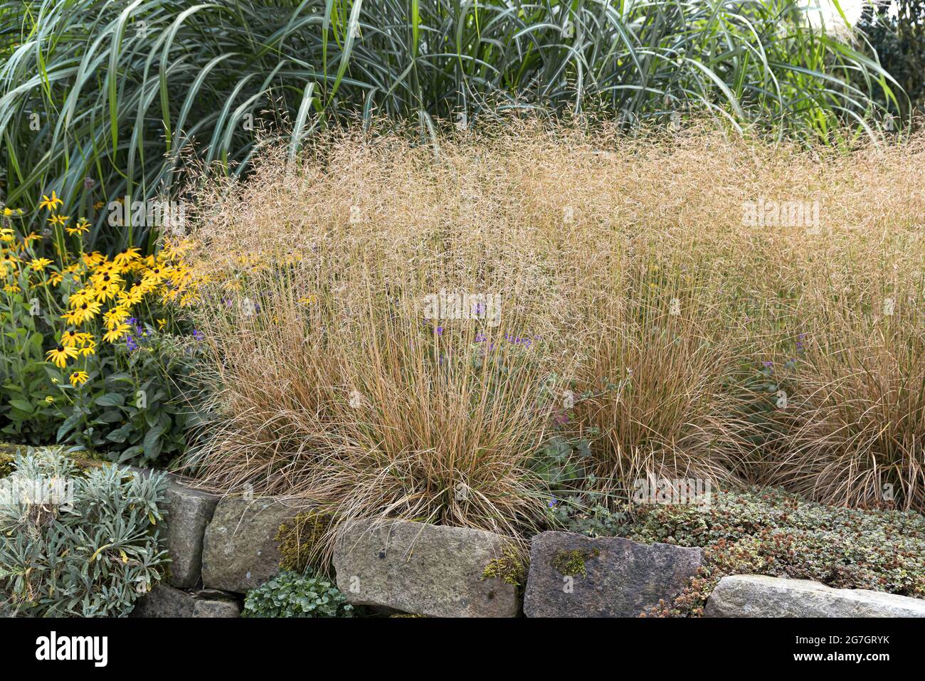 Tufted Hair Grass