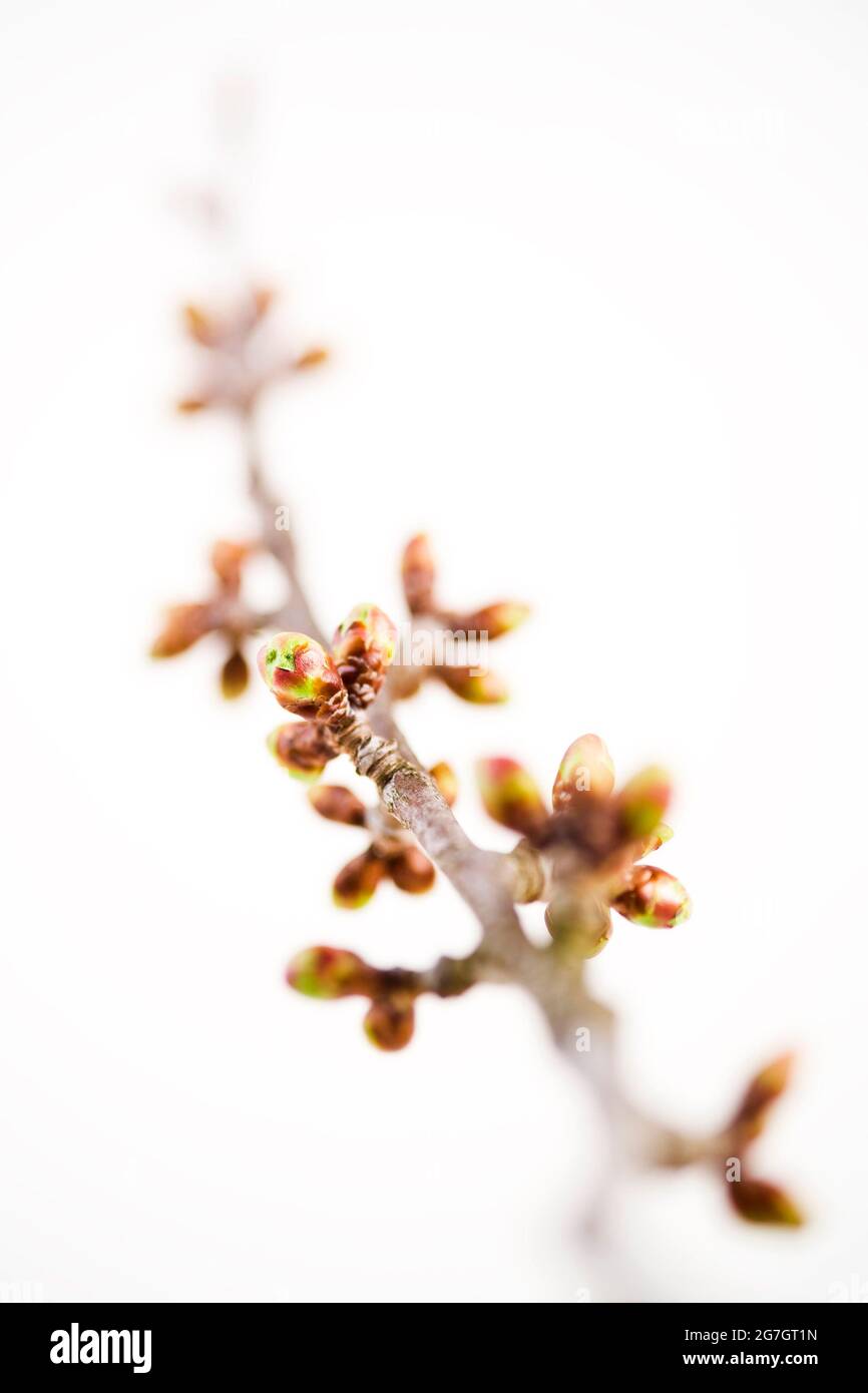 Cherry tree buds hi-res stock photography and images - Alamy