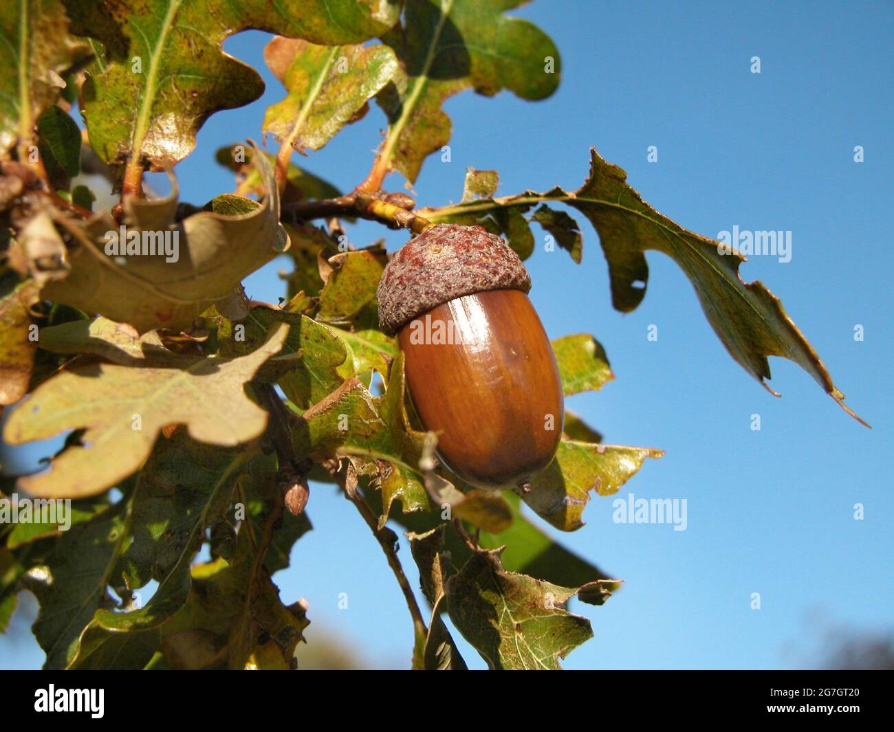 common oak, pedunculate oak, English oak (Quercus robur. Quercus ...