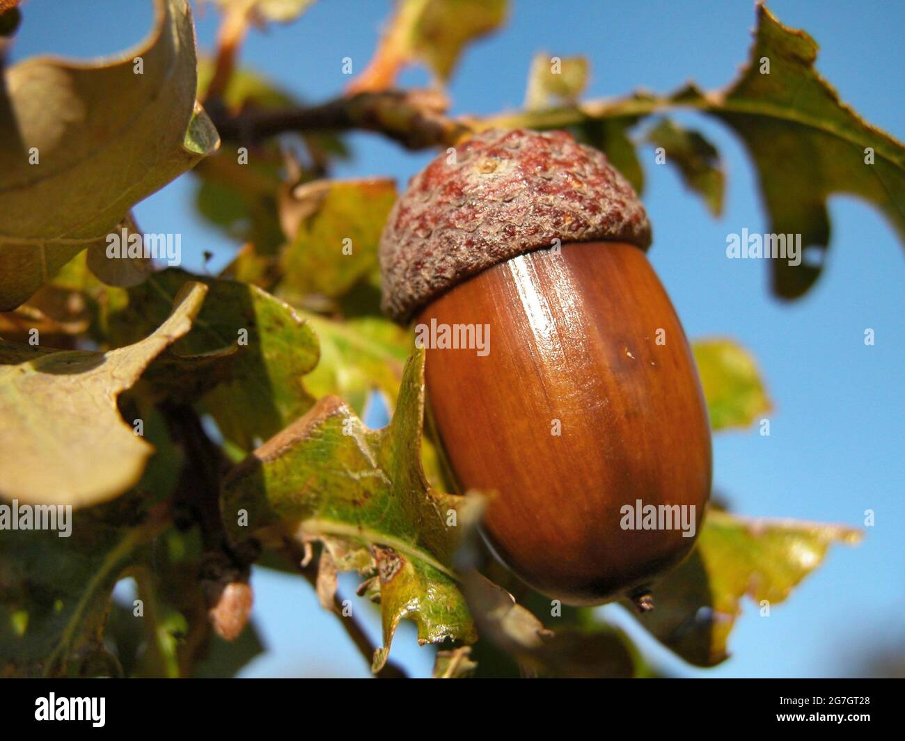 English oak acorn hi-res stock photography and images - Alamy