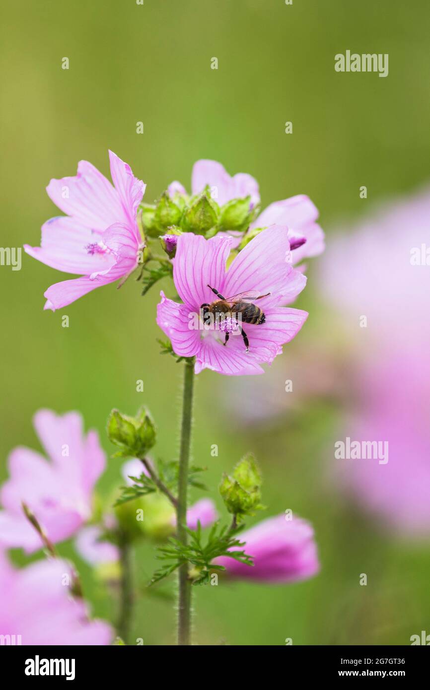 common mallow, blue mallow, high mallow, high cheeseweed (Malva ...