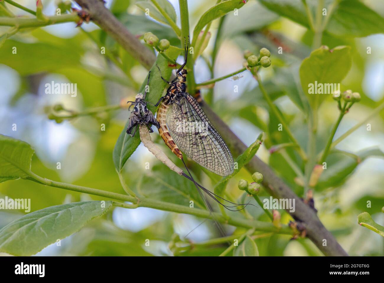 Common mayfly (Ephemera vulgata), hanging at a twig after skinning with ...