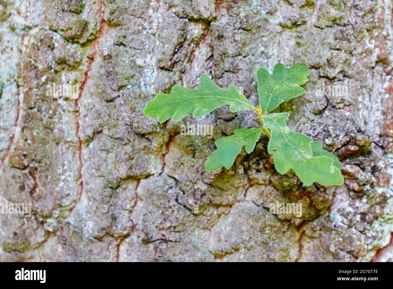 Pyrenean Oak (Quercus pyrenaica), tree trunk with shooting of leaves ...