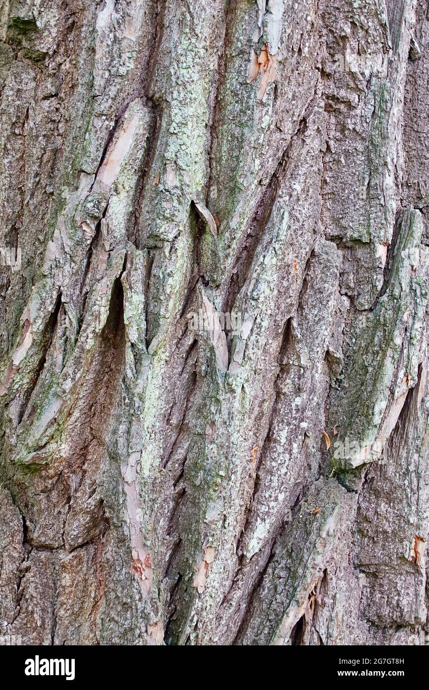 White willow (Salix alba), close-up of the bark, Germany, North Rhine ...