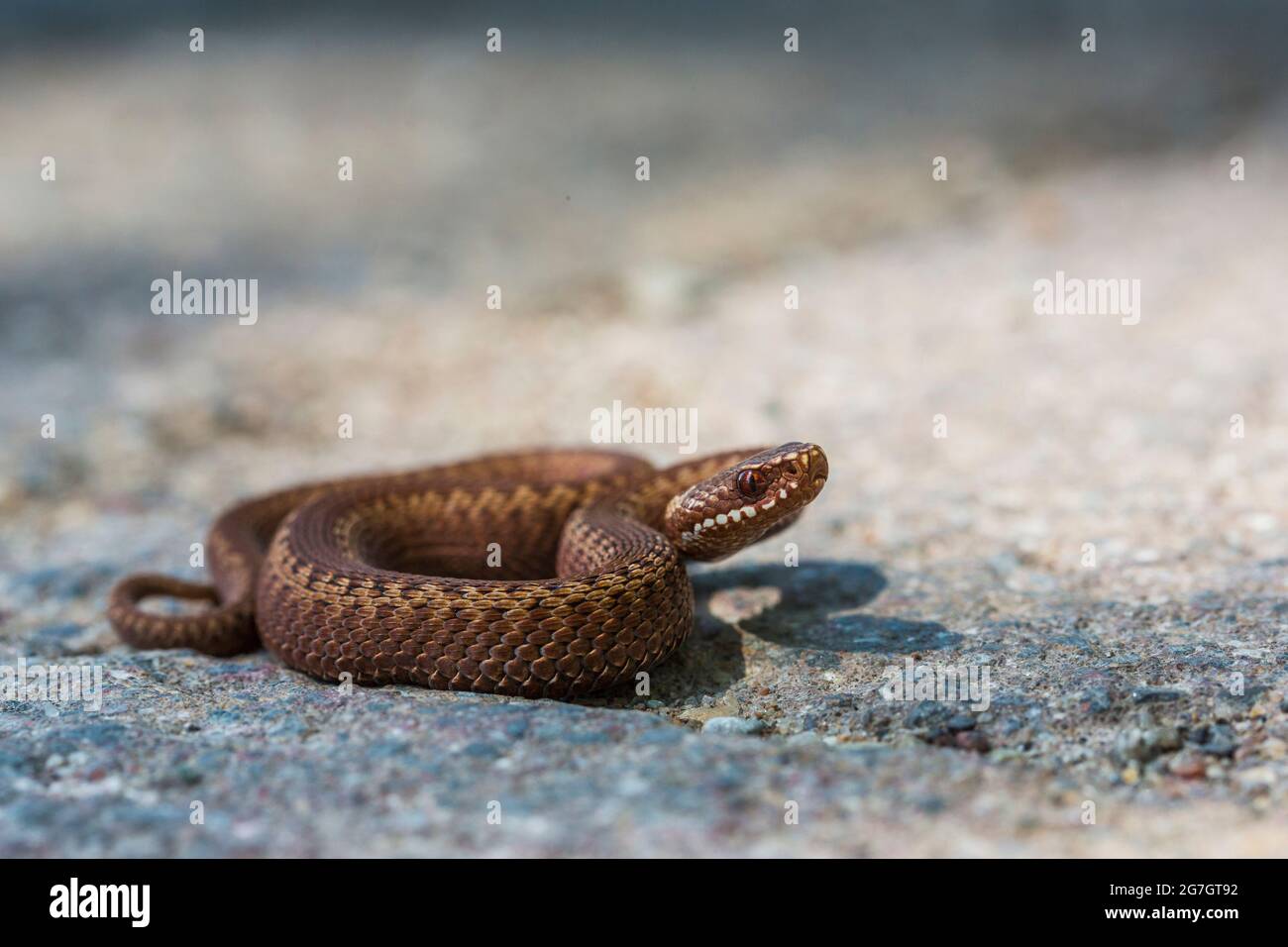 Adder, common viper, common European viper, common viper (Vipera berus ...