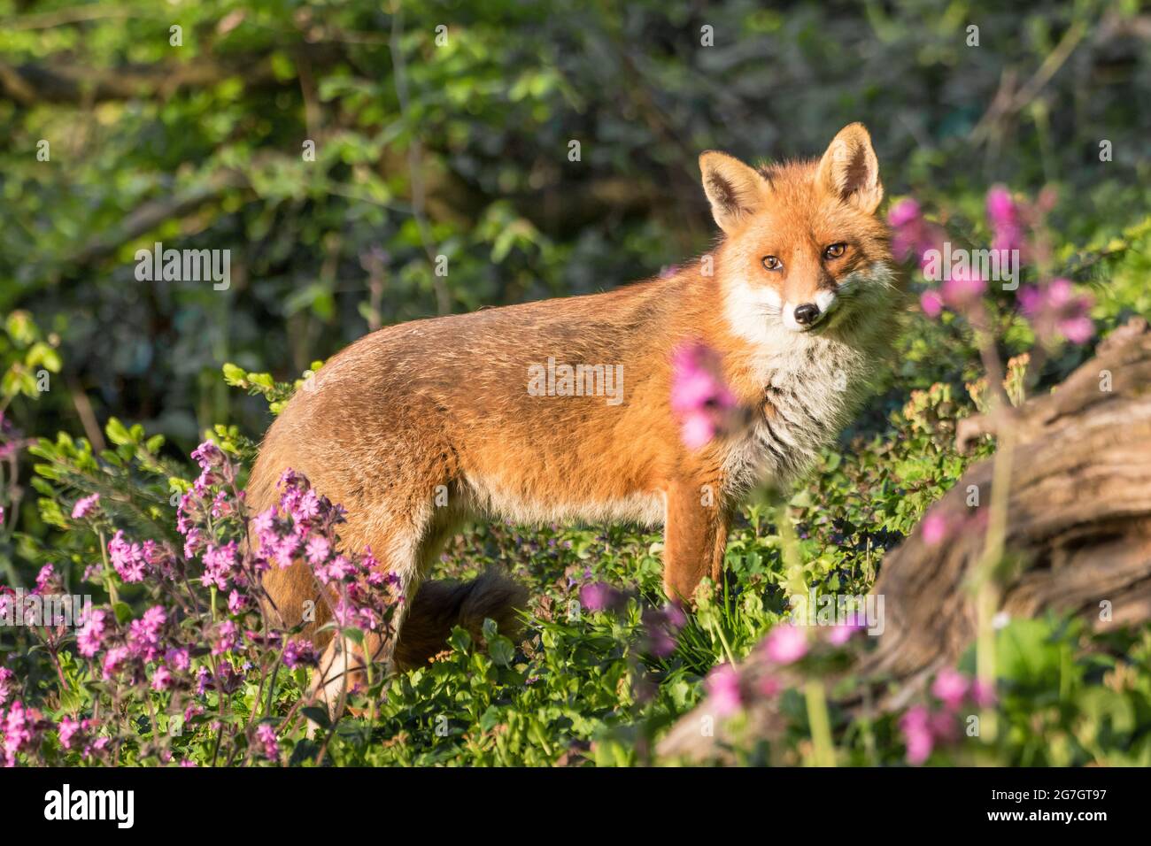 European red fox (Vulpes vulpes crucigera, Vulpes crucigera), with red ...