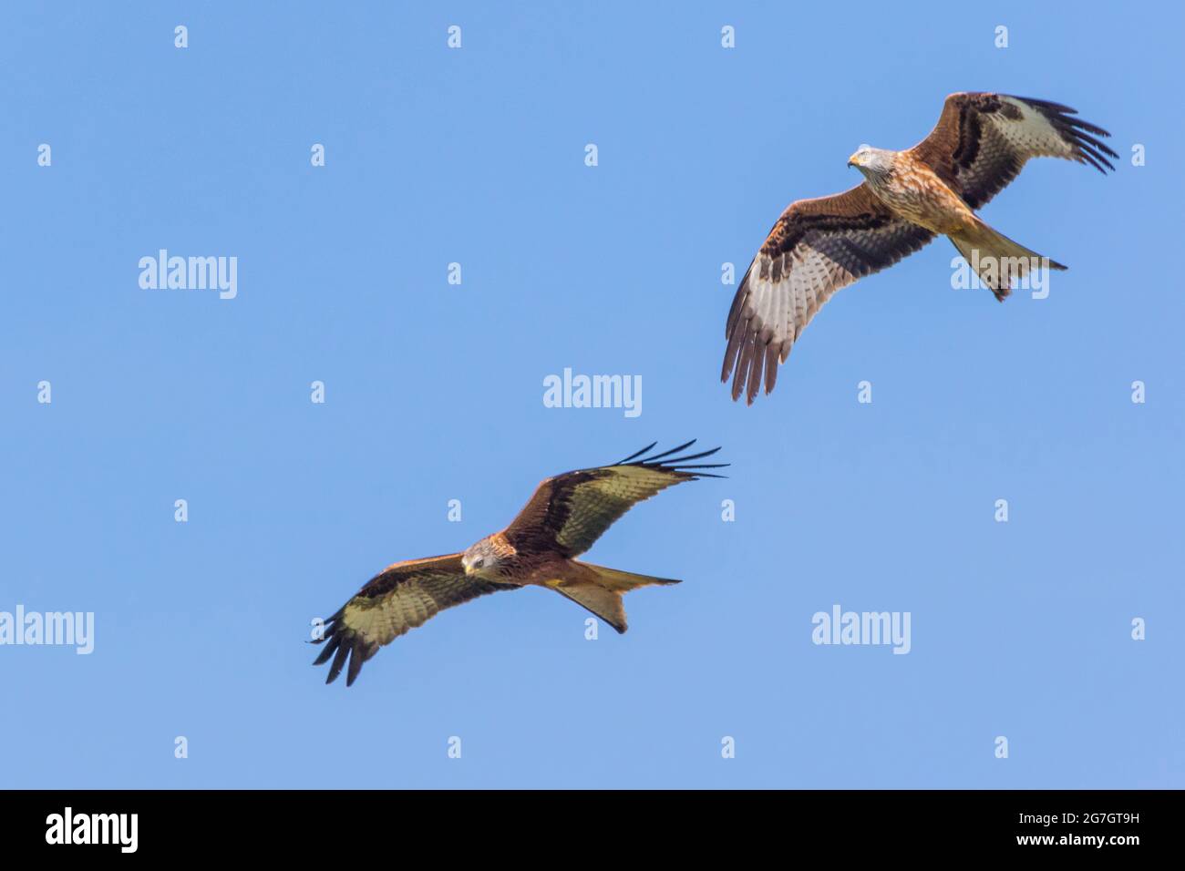 red kite (Milvus milvus), two red kites in flight at blue sky ...