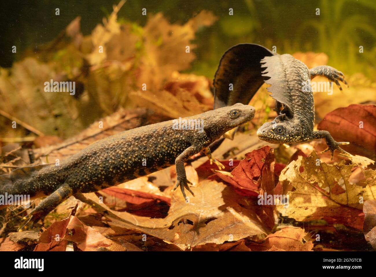 warty newt, crested newt, European crested newt (Triturus cristatus ...