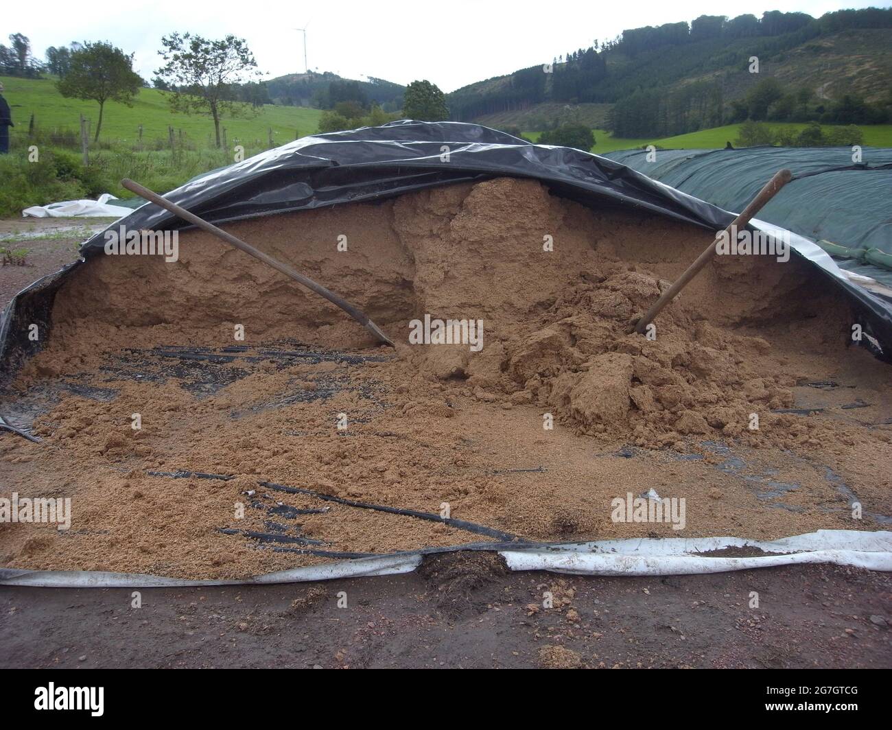 silage heap on a farm, fodder, Germany Stock Photo - Alamy