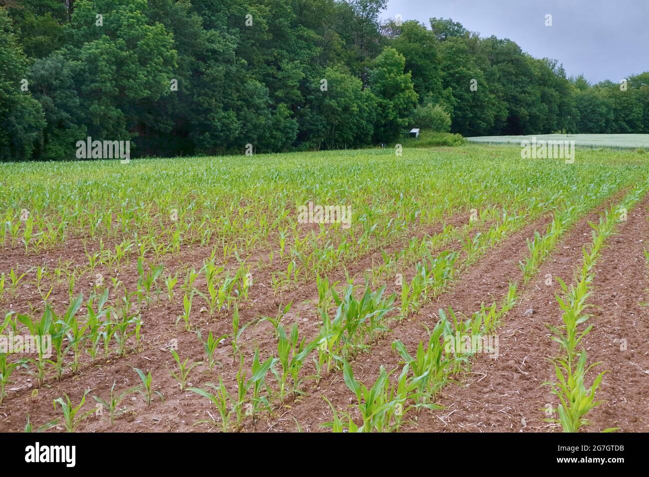 Indian corn, maize (Zea mays), maize field with young plants, Germany ...