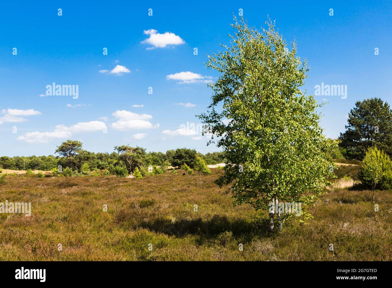 Cross Leaved Heath, Cross-Leaved-Heath (Erica tetralix), with birches ...