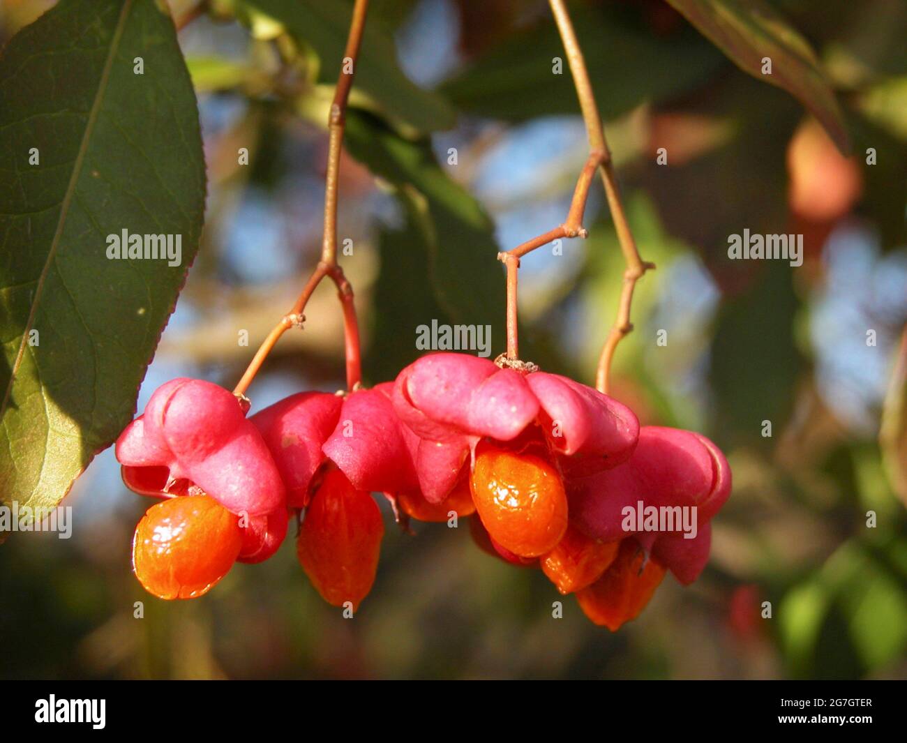European spindle-tree (Euonymus europaea, Euonymus europaeus), fruits ...