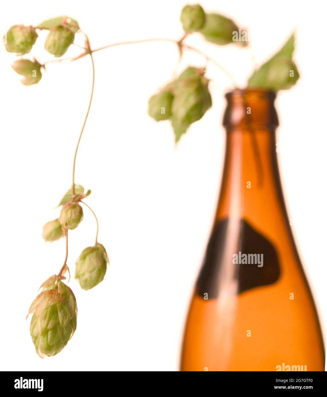 common hop (Humulus lupulus), hop in a beerbottle, cutout Stock Photo ...
