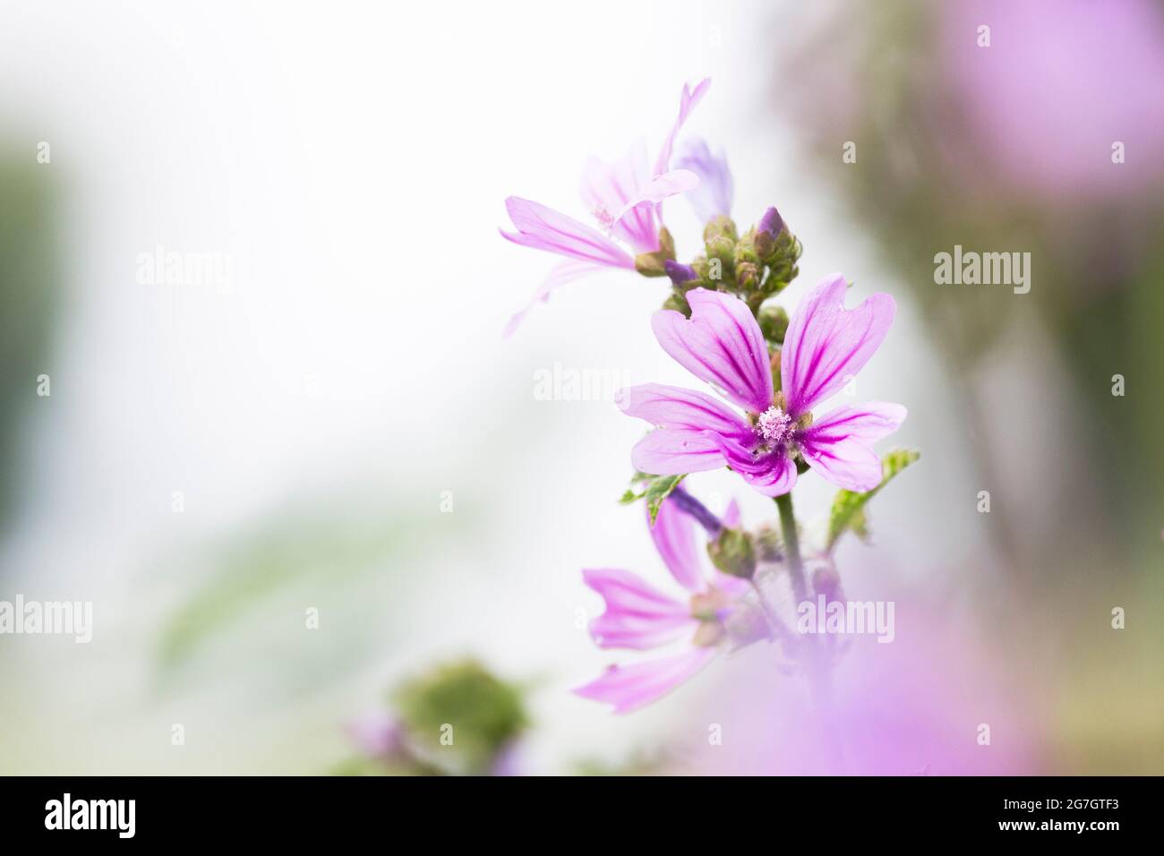 common mallow, blue mallow, high mallow, high cheeseweed (Malva ...