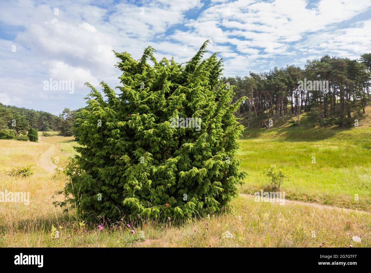 Common juniper, Ground juniper (Juniperus communis), at the nature ...