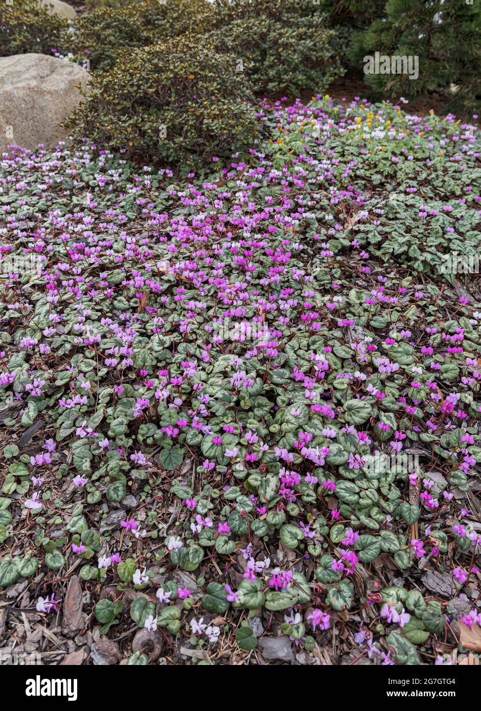 eastern cyclamen (Cyclamen coum), flowering Stock Photo - Alamy