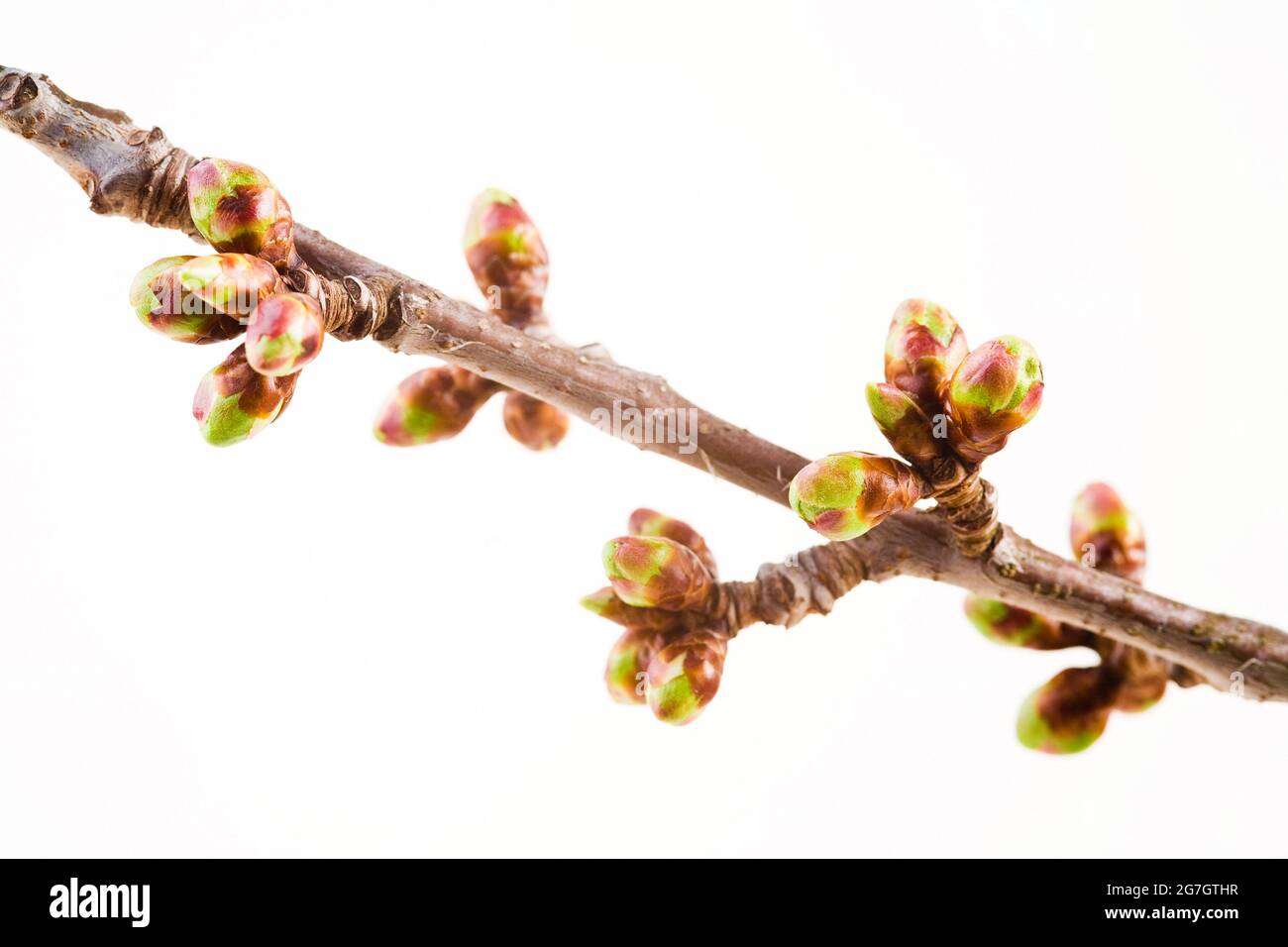 Cherry tree, Sweet cherry (Prunus avium), branch with buds, cutout ...