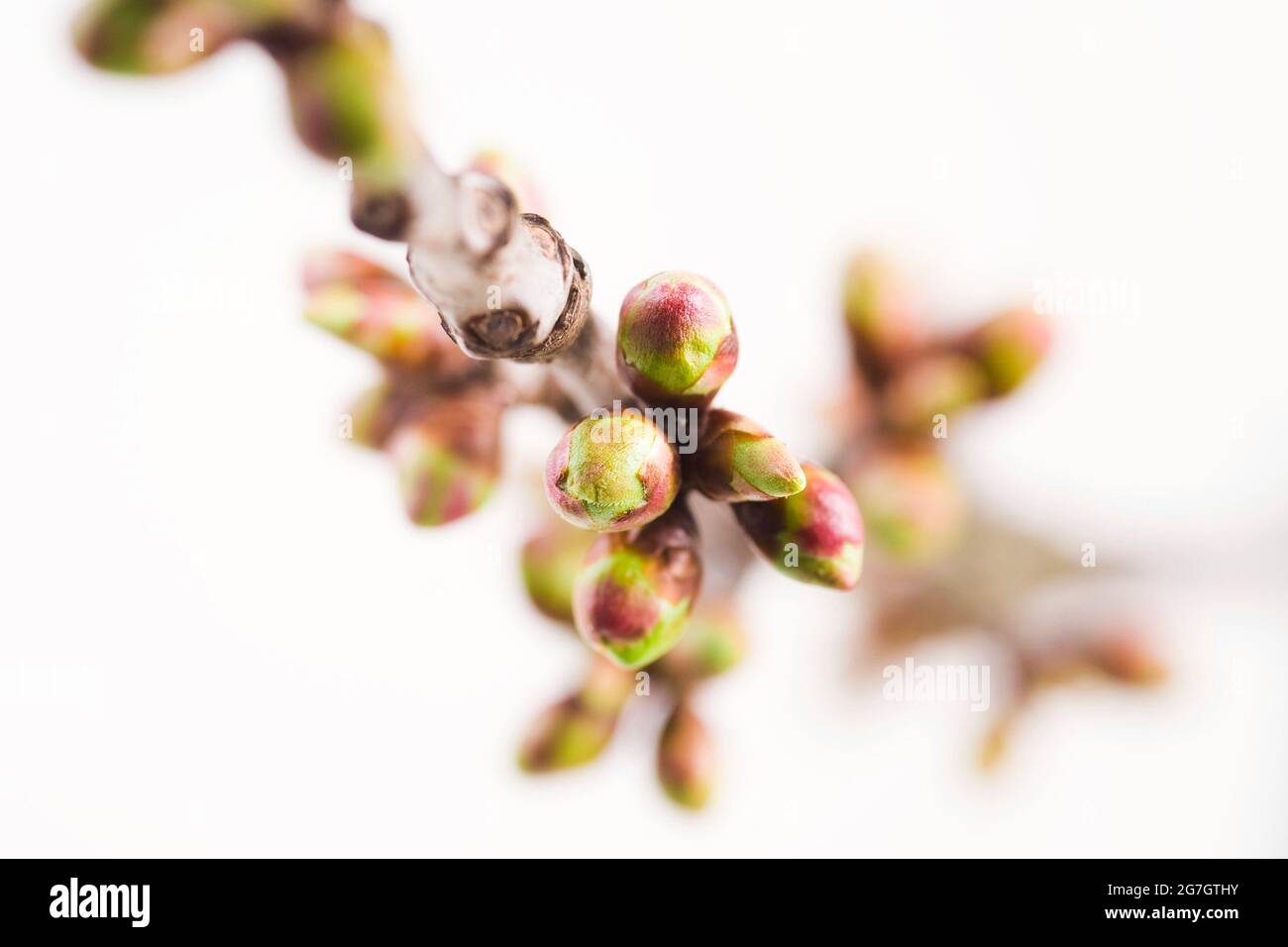 Cherry tree buds hi-res stock photography and images - Alamy