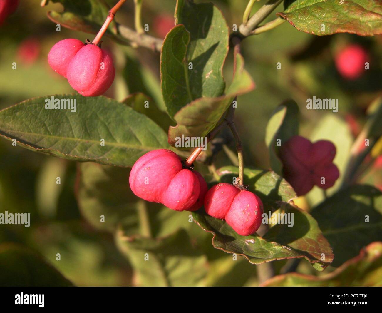 European spindle-tree (Euonymus europaea, Euonymus europaeus), fruits ...