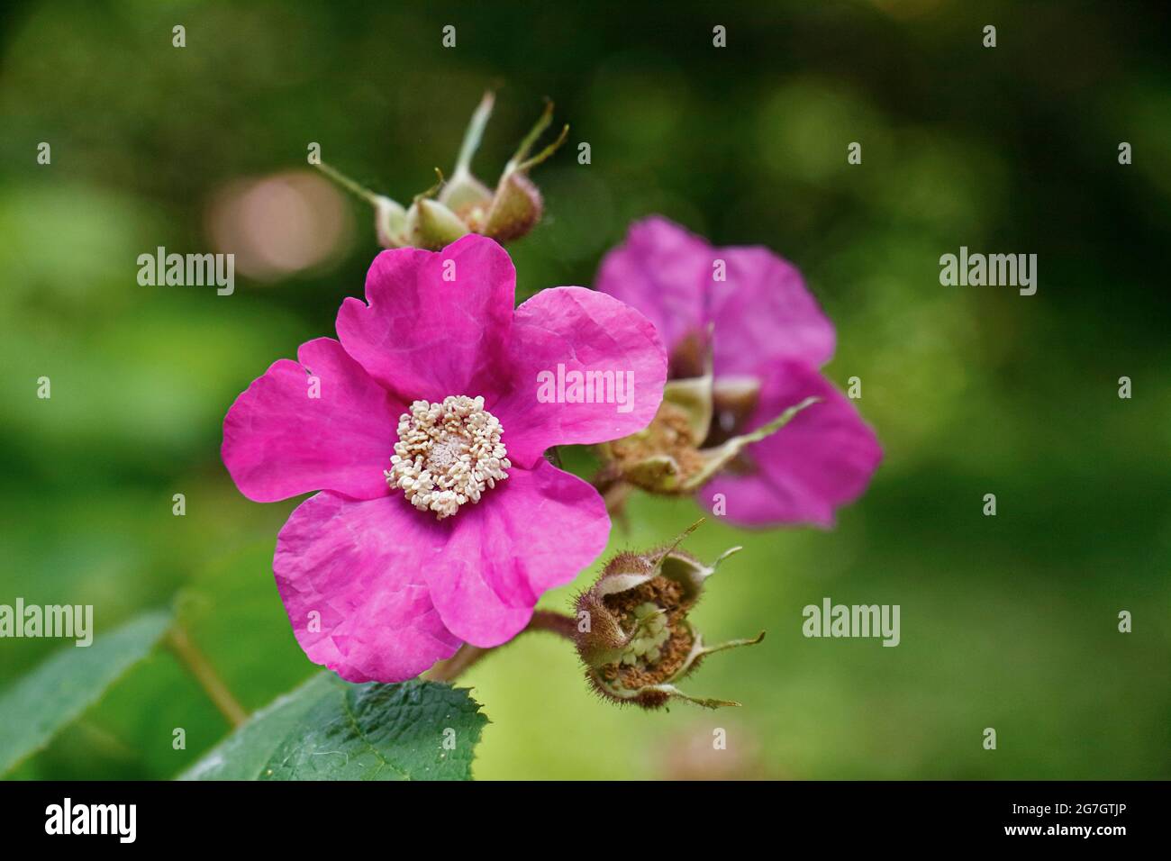 American bramble rubus odoratus hi-res stock photography and images - Alamy