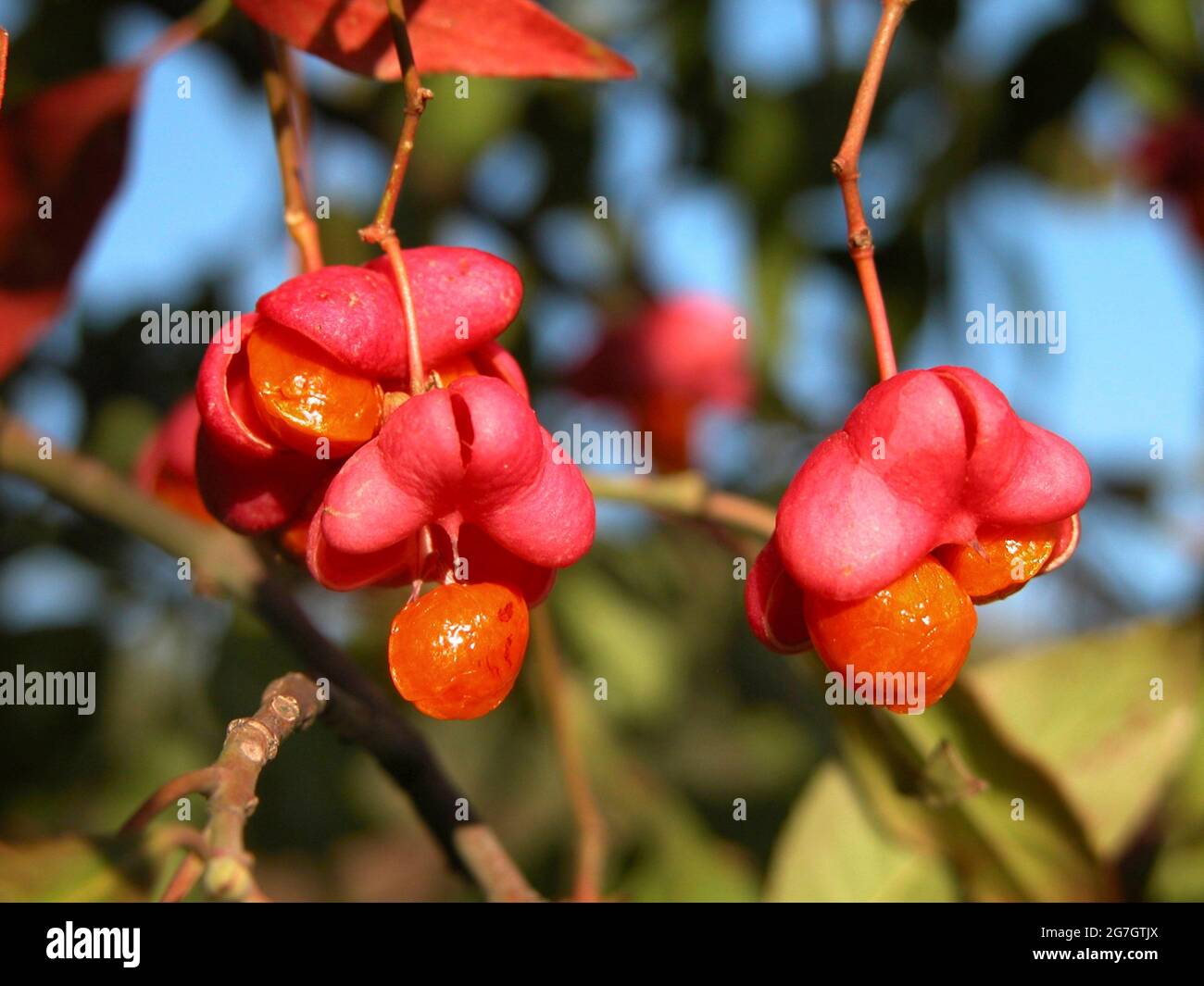 European spindle-tree (Euonymus europaea, Euonymus europaeus), fruits ...