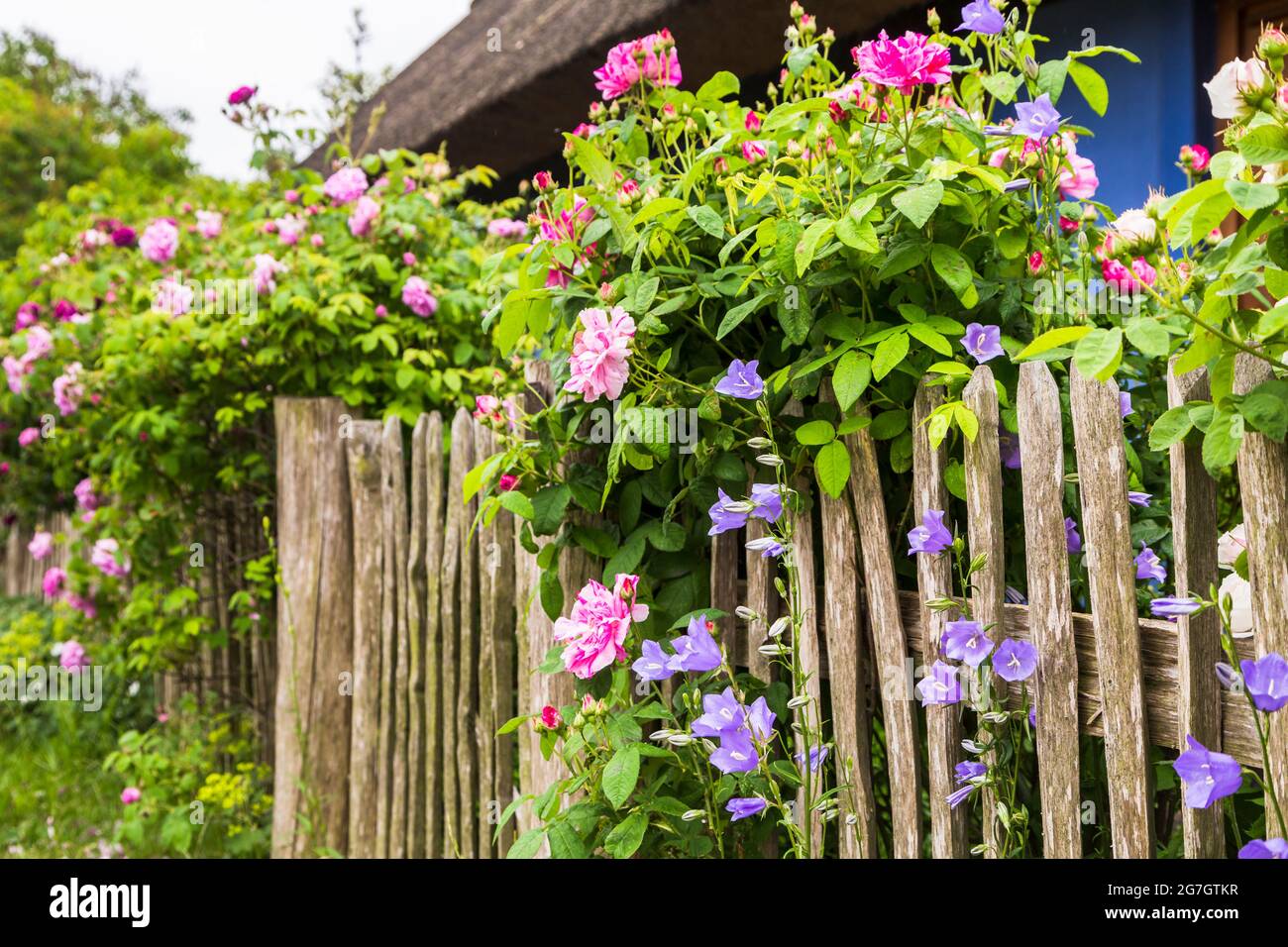 peach-leaved bellflower (Campanula persicifolia), and roses behind a ...