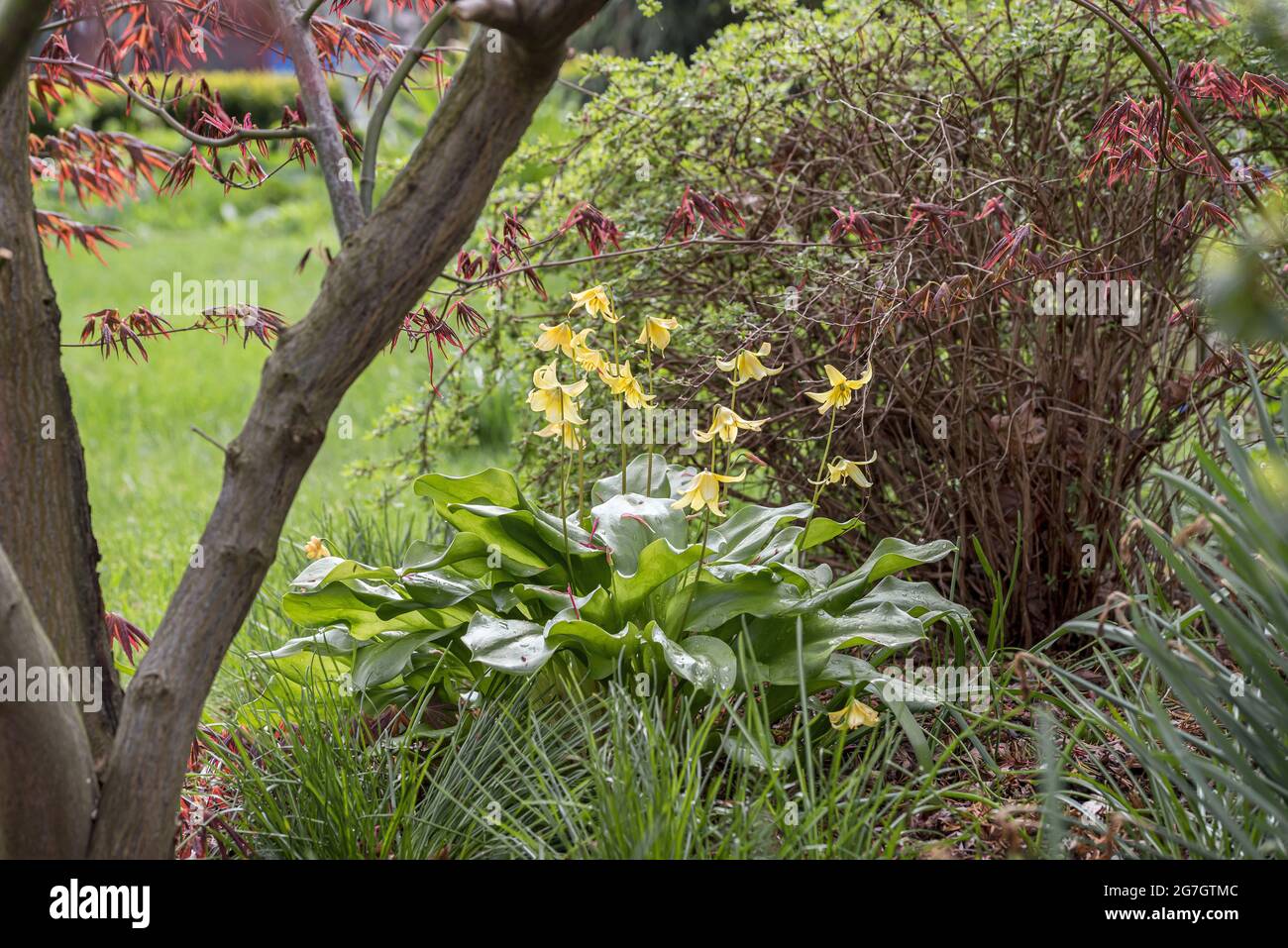 fawn lily, trout lily, dog's-tooth violet, adder's tongue (Erythronium ...