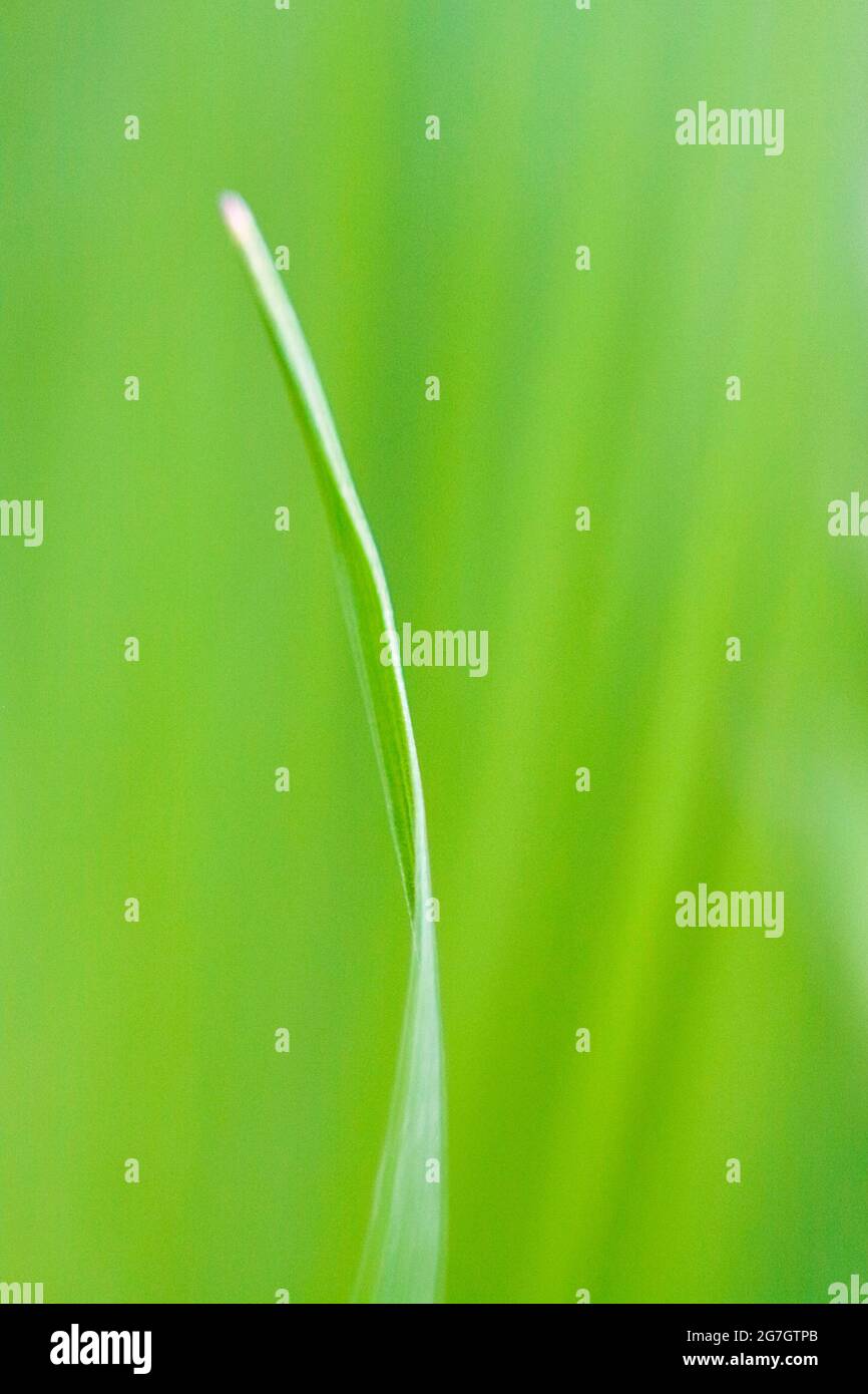 grass leaf in front of green background, Germany Stock Photo - Alamy