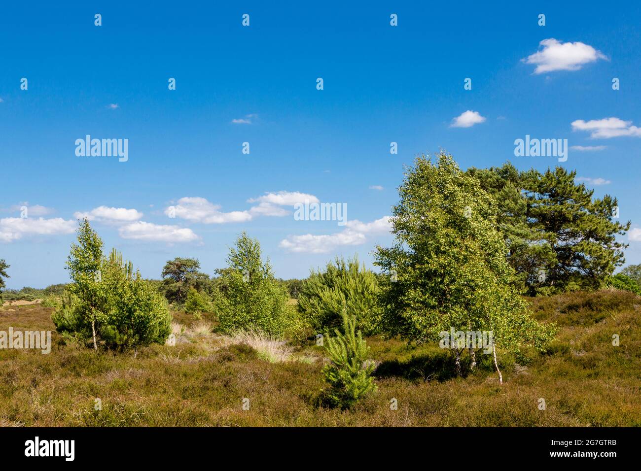 Cross Leaved Heath, Cross-Leaved-Heath (Erica tetralix), with birches ...