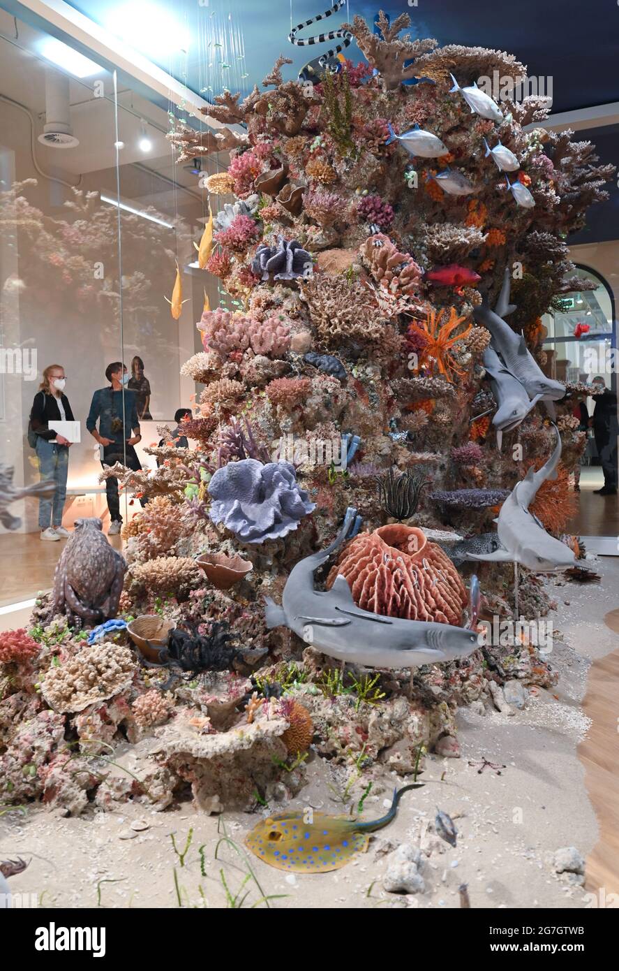 Coral Reef Exhibit at William Fellows blog