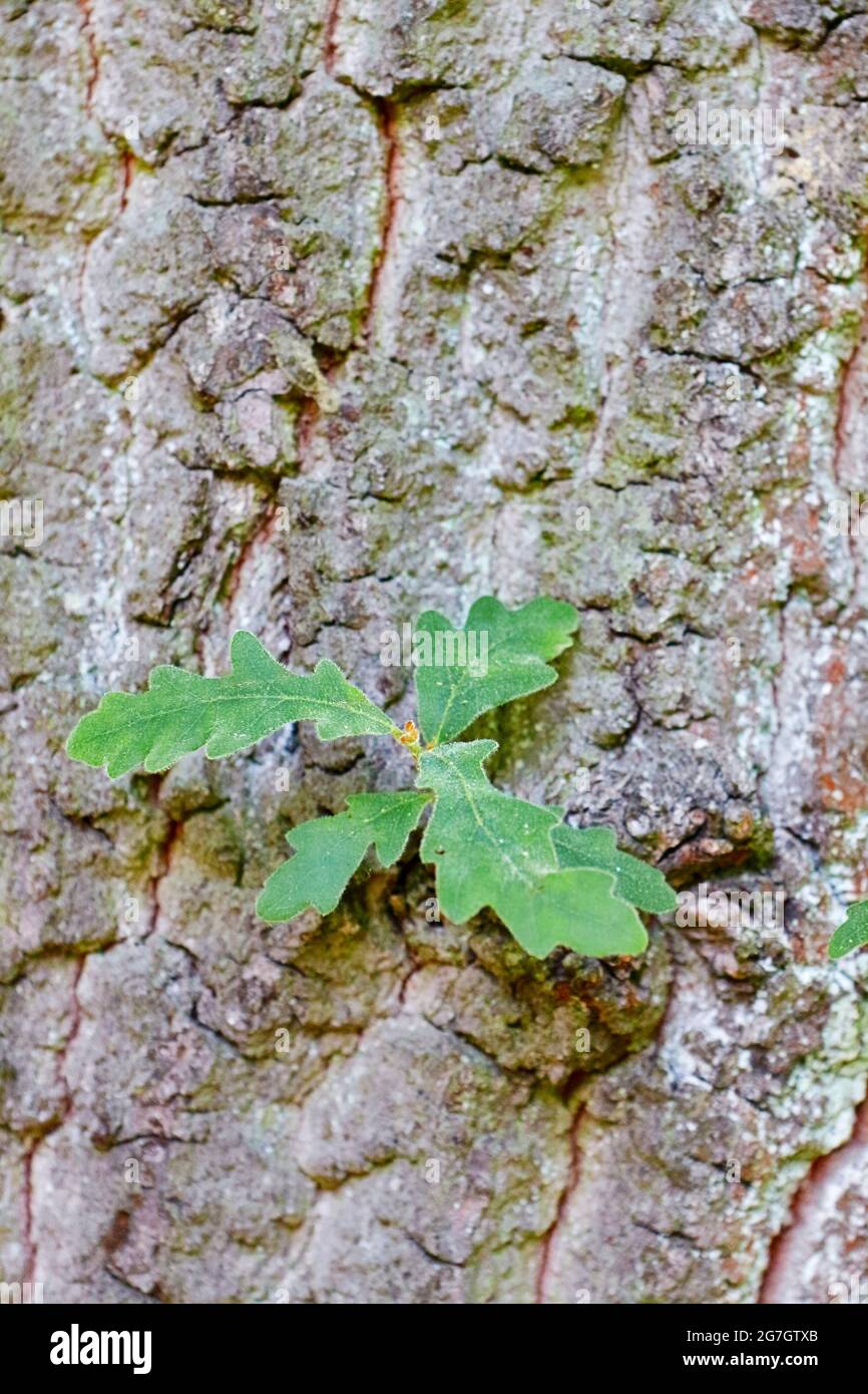 Pyrenean Oak (Quercus pyrenaica), tree trunk with shooting of leaves ...