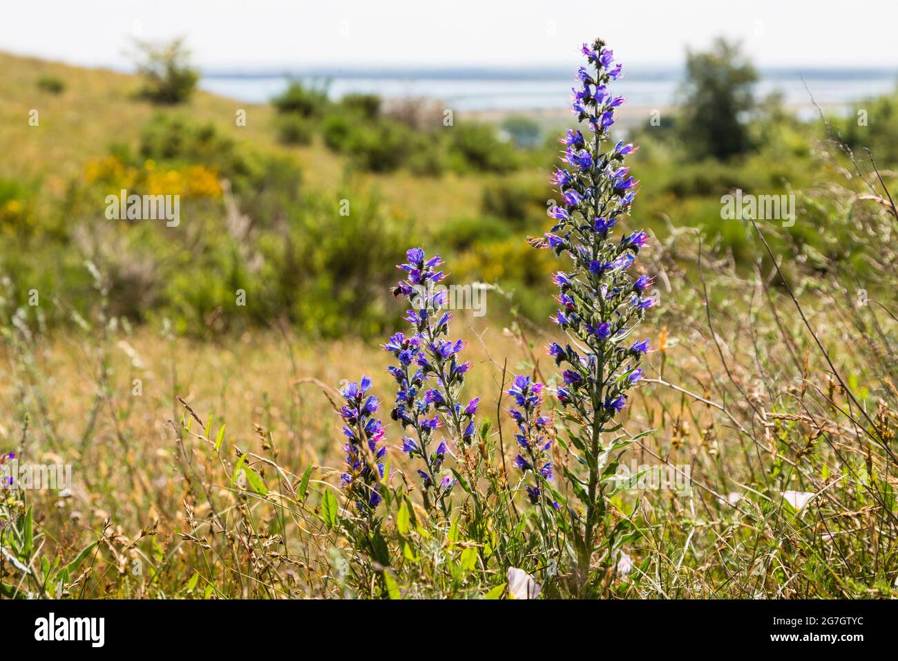 Western blue devil hi-res stock photography and images - Alamy