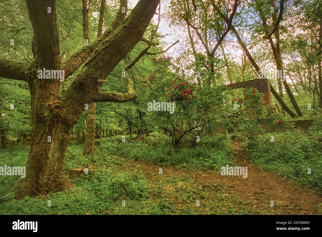 Ruin forest hi-res stock photography and images - Alamy
