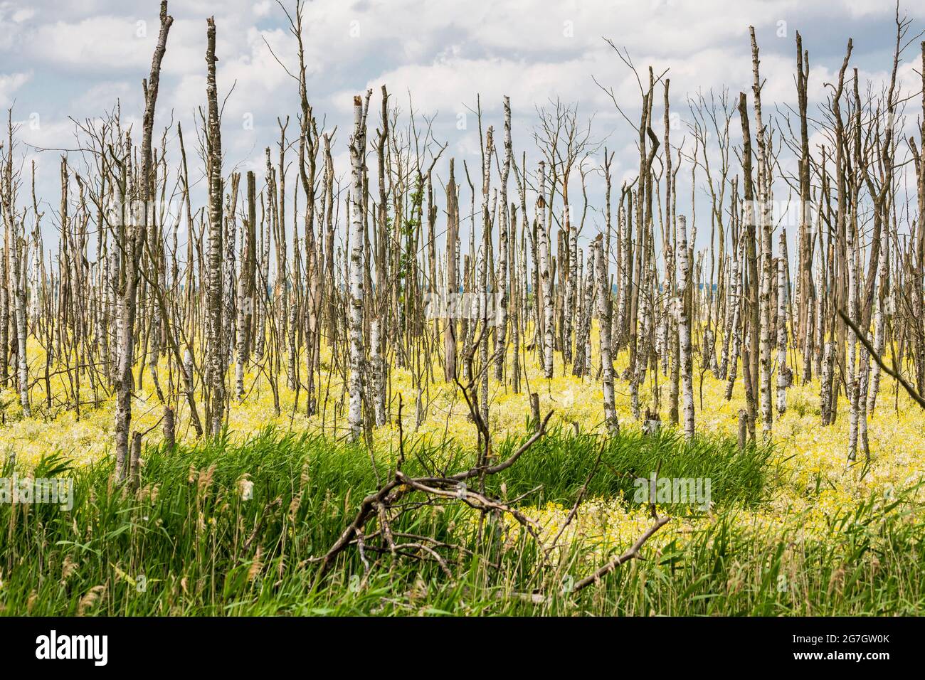 dead birches at the Anklam Stadtbruch, Germany, Mecklenburg-Western ...