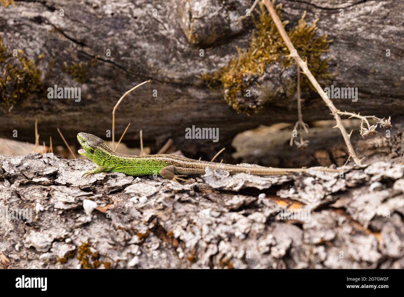 sand lizard (Lacerta agilis), male with nuptial colouration, Germany ...