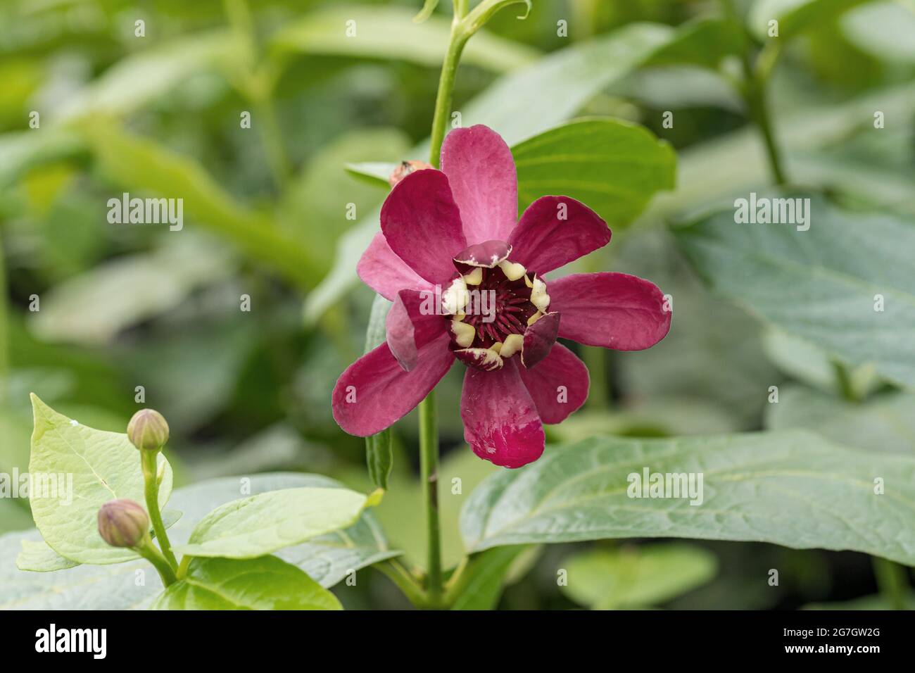 Carolina allspice (Calycanthus 'Aphrodite', Calycanthus Aphrodite ...
