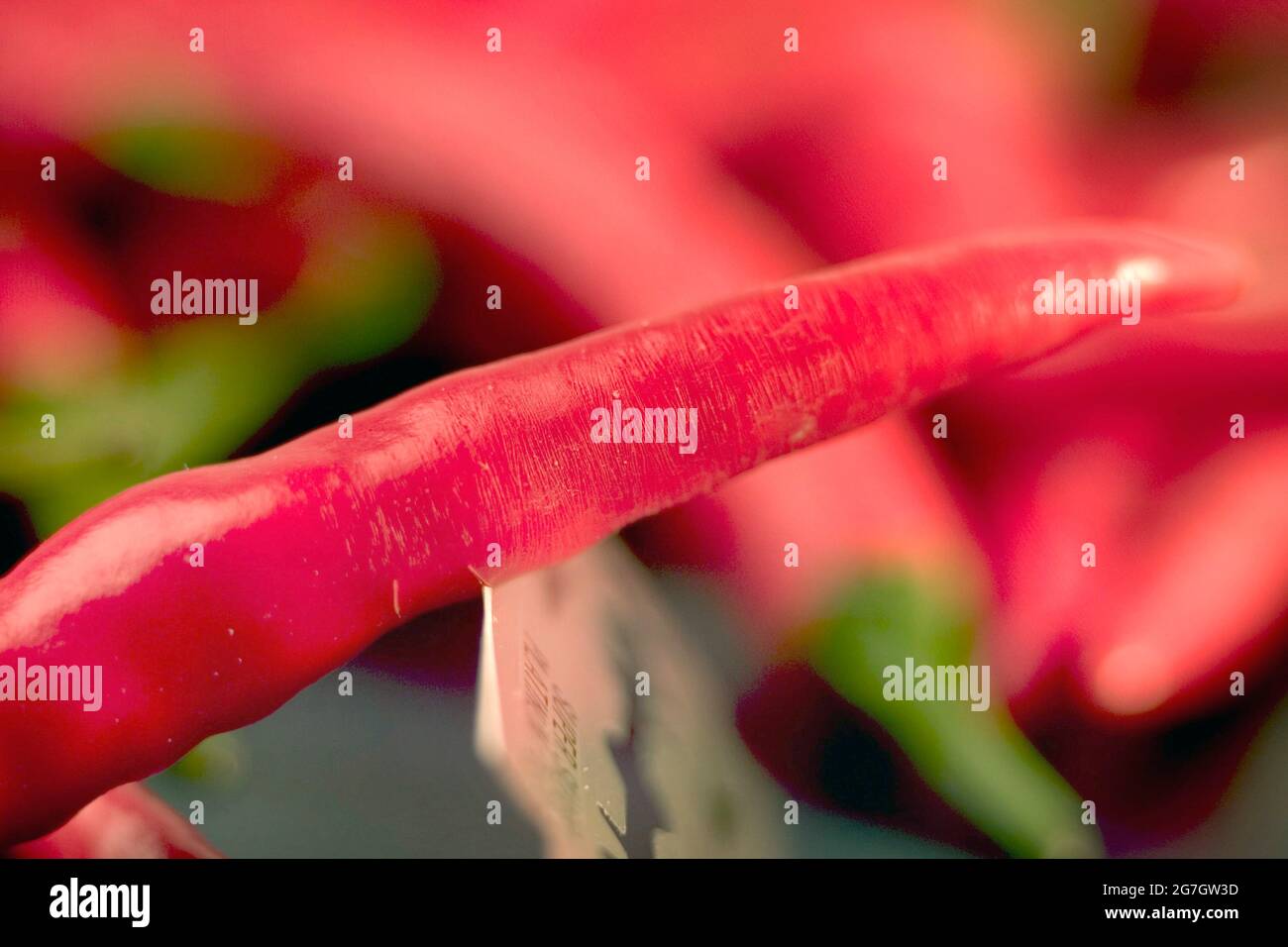 Chili (Capsicum spec. ), red chili pepper, cutting like a razor blade ...