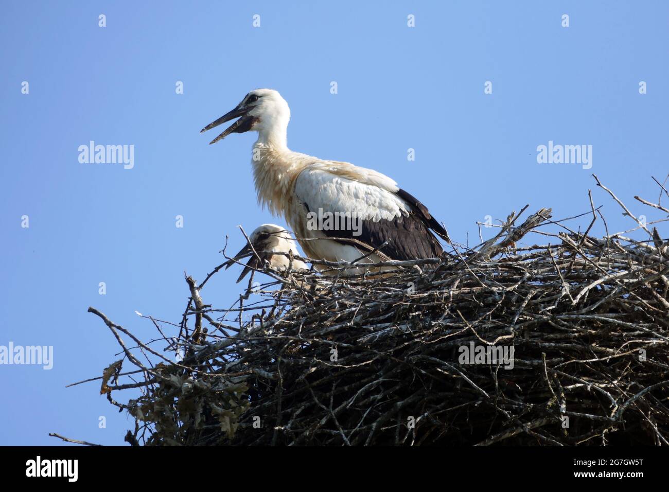 KORSHIV, UKRAINE - JULY 13, 2021 - White storks stay in the nest ...