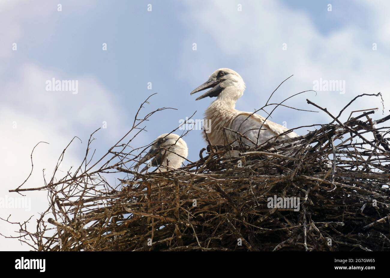 KORSHIV, UKRAINE - JULY 13, 2021 - White storks stay in the nest ...