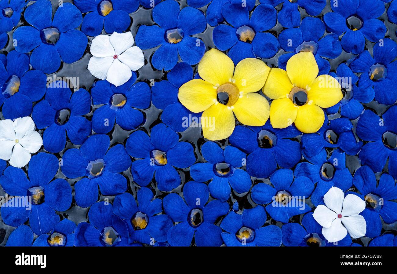 Blue flowers background on water with two yellow allamanda flowers as ...