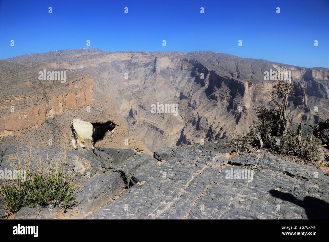 Goat hopping around Jebel Shams, Sultanate of Oman Stock Photo - Alamy