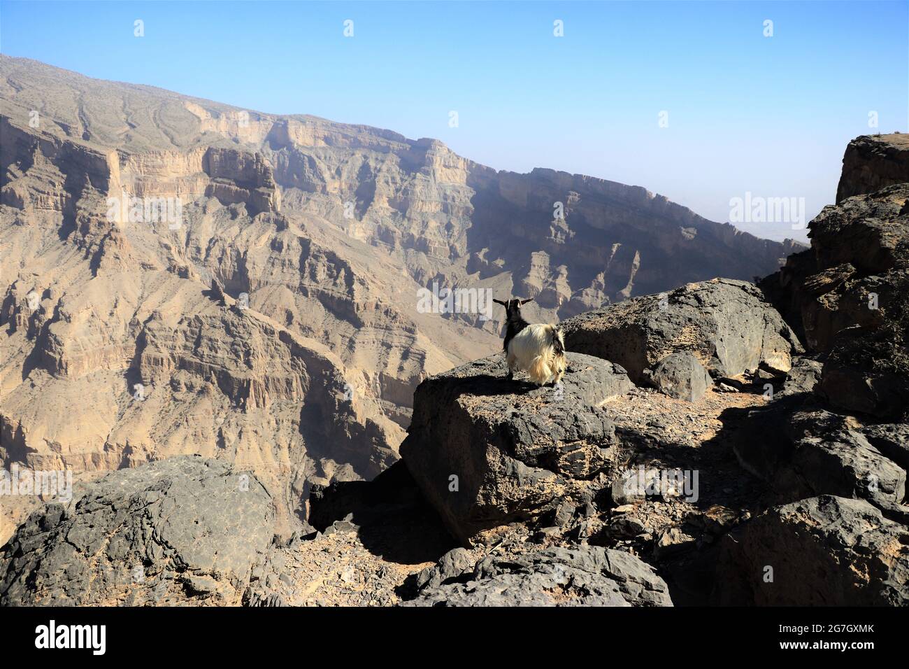 Goat hopping around Jebel Shams, Sultanate of Oman Stock Photo - Alamy