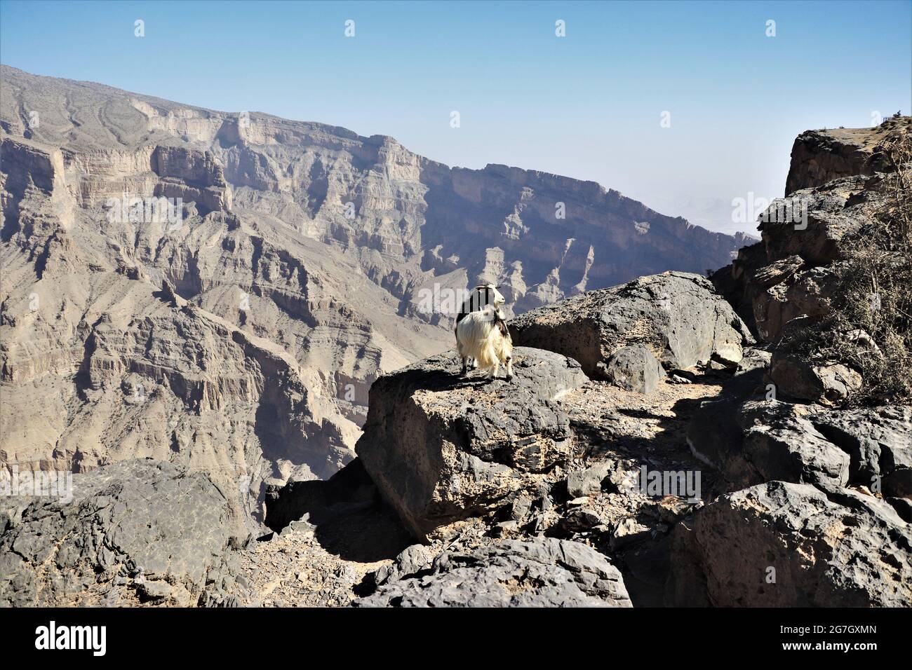 Goat hopping around Jebel Shams, Sultanate of Oman Stock Photo - Alamy