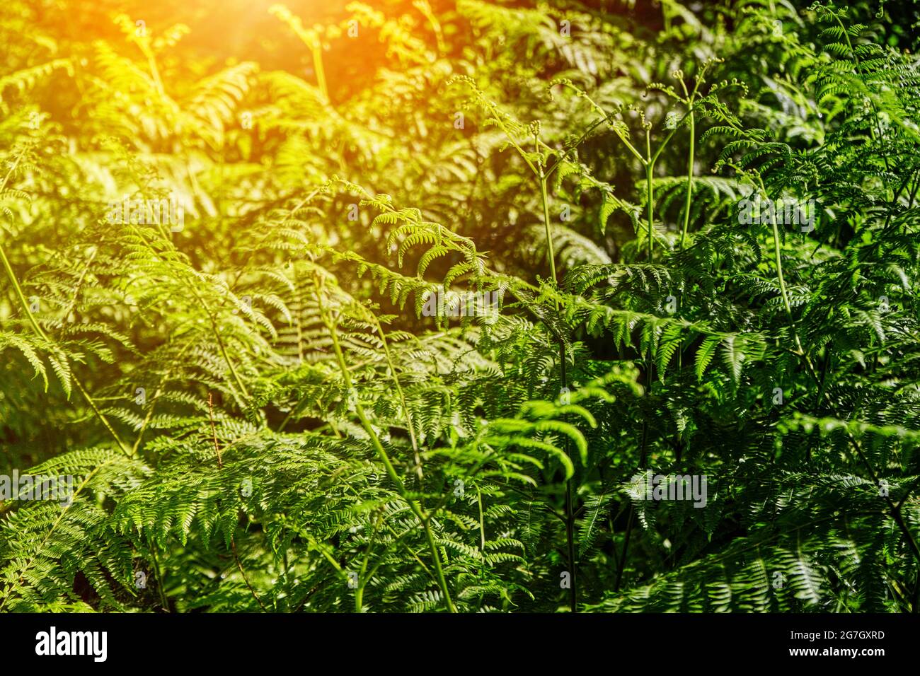 Sunshine on ferns hi-res stock photography and images - Alamy