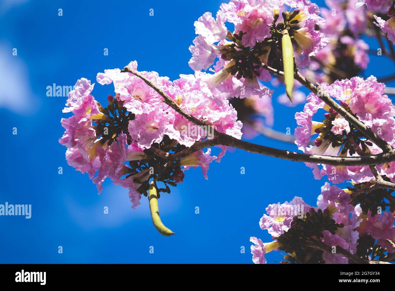 These are the flowers of Ype tree located in Brazil. This picture was ...