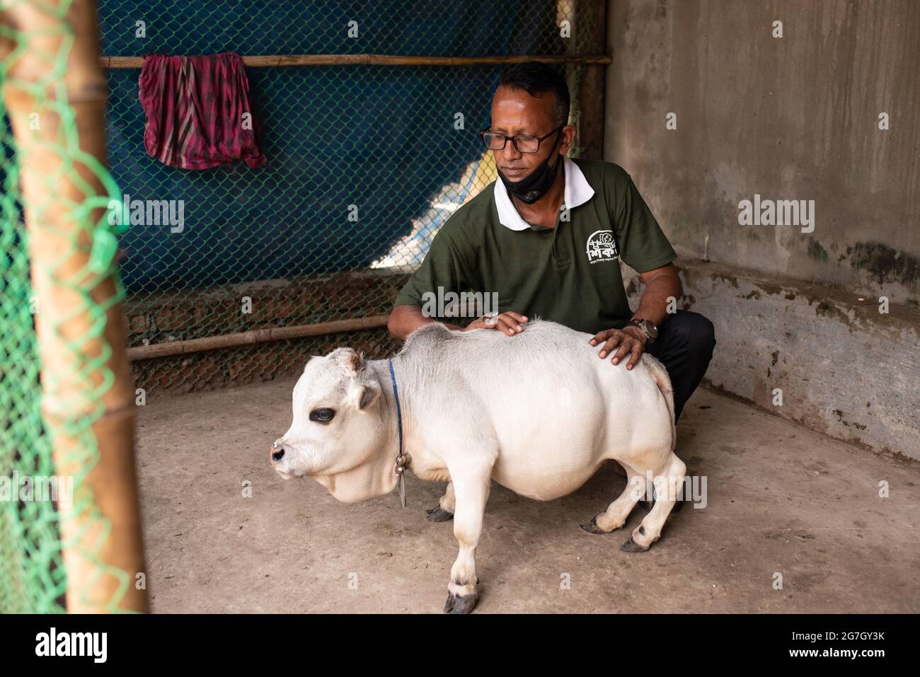 The Smallest Cow In The World