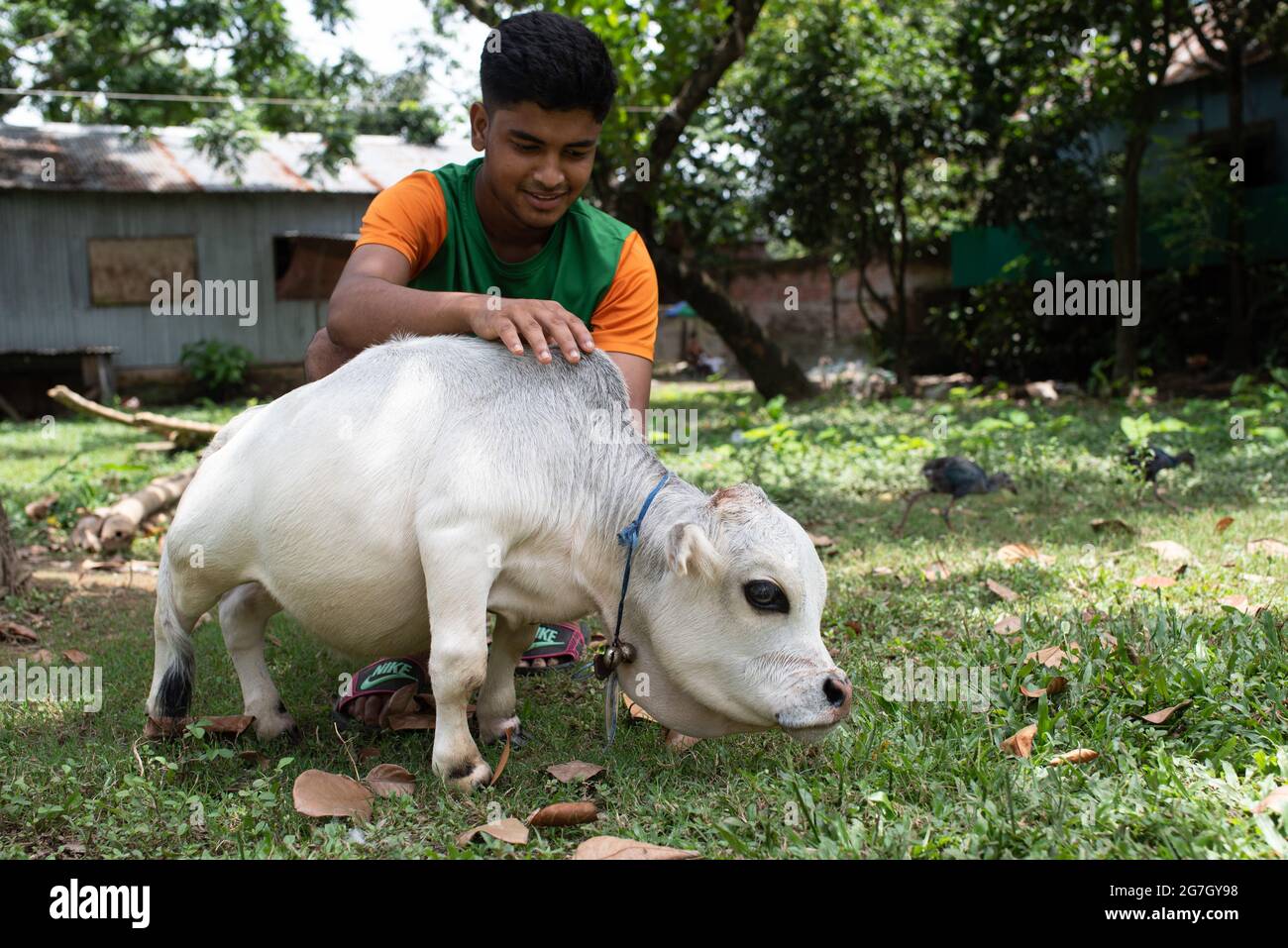 Smallest cow in the world hi-res stock photography and images - Alamy