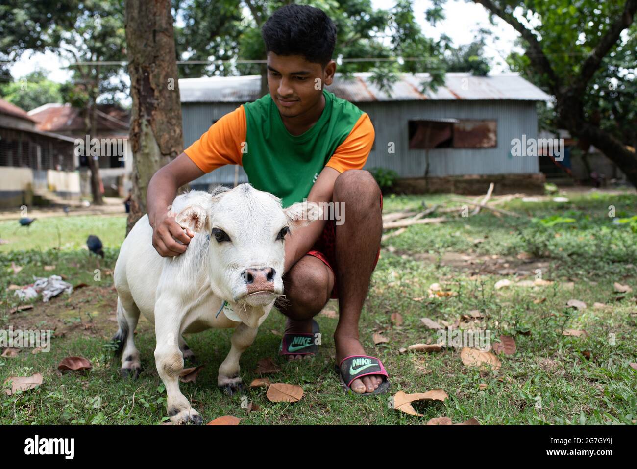 A dwarf white cow named Rani is hailed as the world's smallest cow, is ...